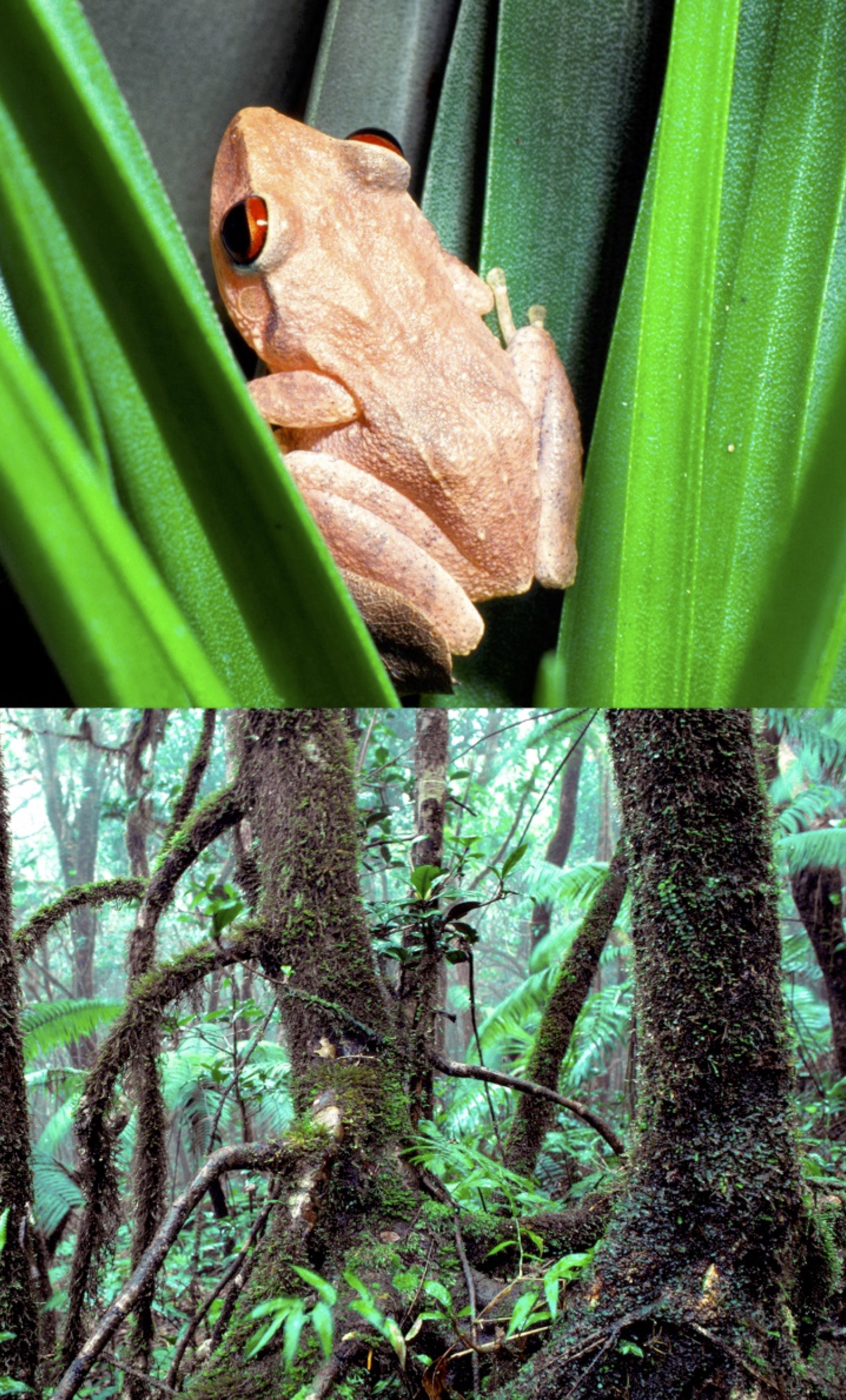 rain forests | ConservationBytes.com