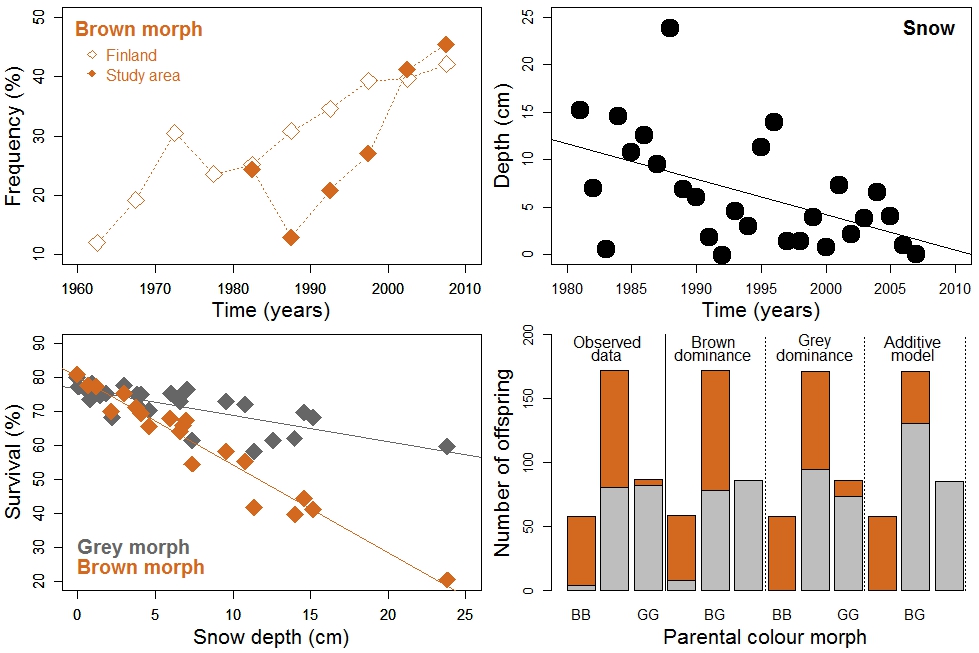 Less snow from climate change pushes evolution of browner birds ...
