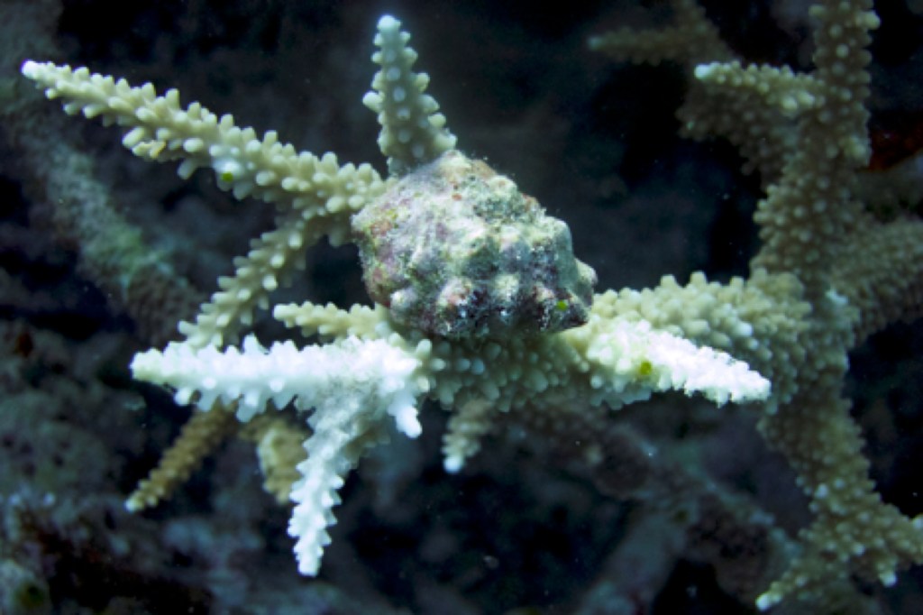 Tiny, symbiotic organisms protect corals from predation and disease ...