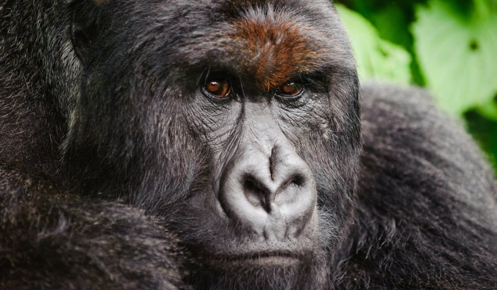 Primate woes where the oil palm grows | ConservationBytes.com