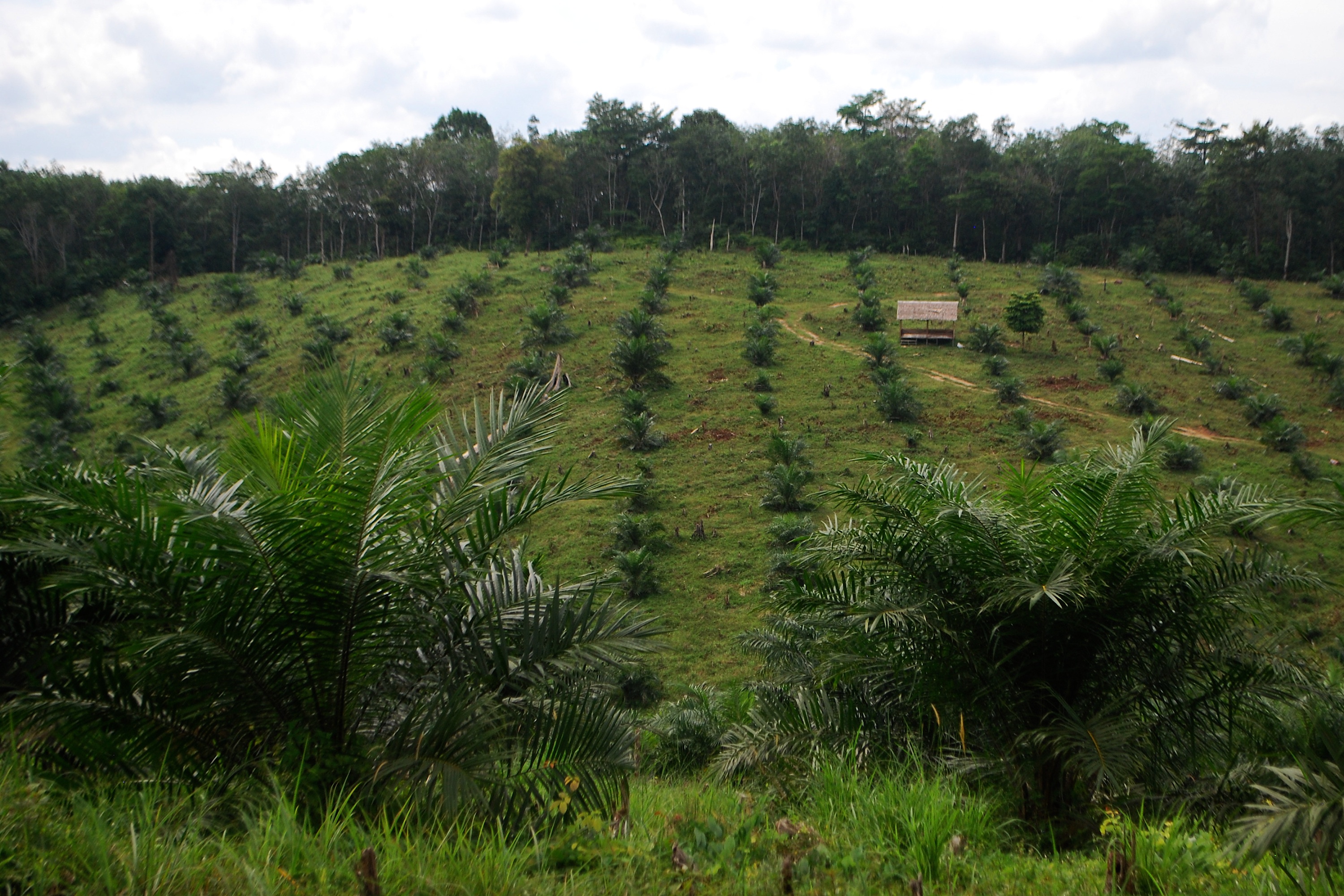 Primate woes where the oil palm grows | ConservationBytes.com