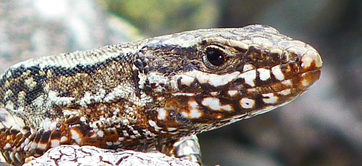 Ecophysiological feedbacks under climate change | ConservationBytes.com