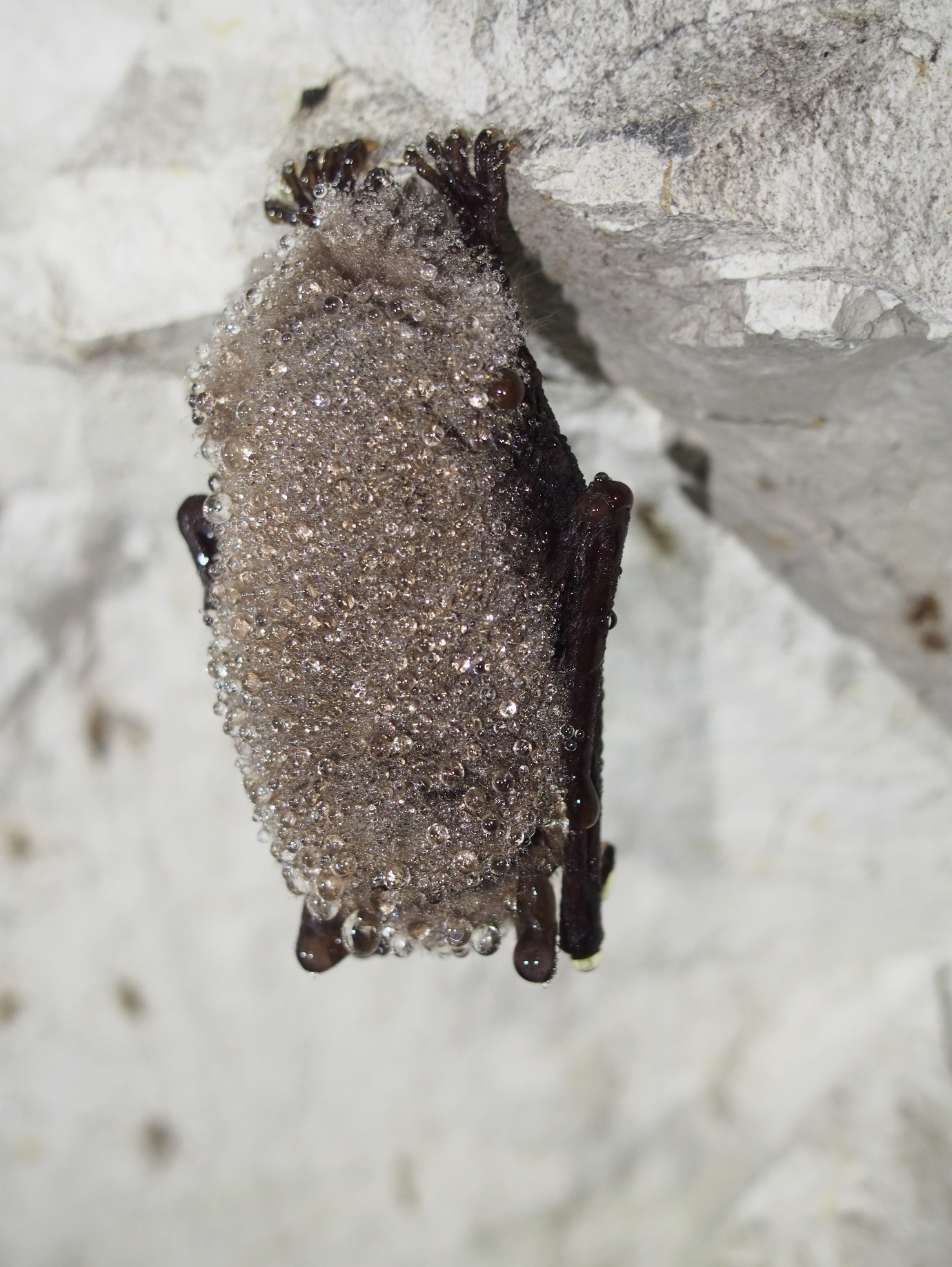 A call to wings | ConservationBytes.com