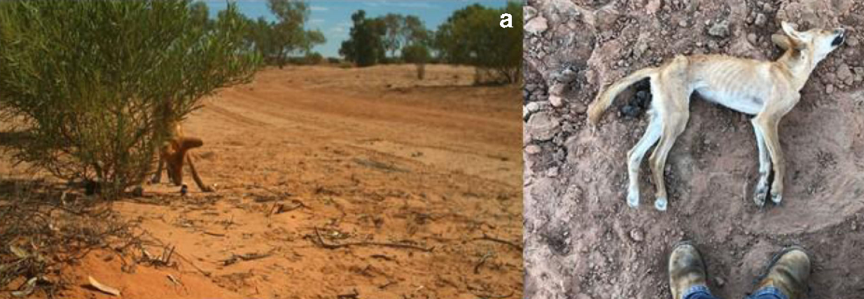 Victoria, please don’t aerial-bait dingoes | ConservationBytes.com