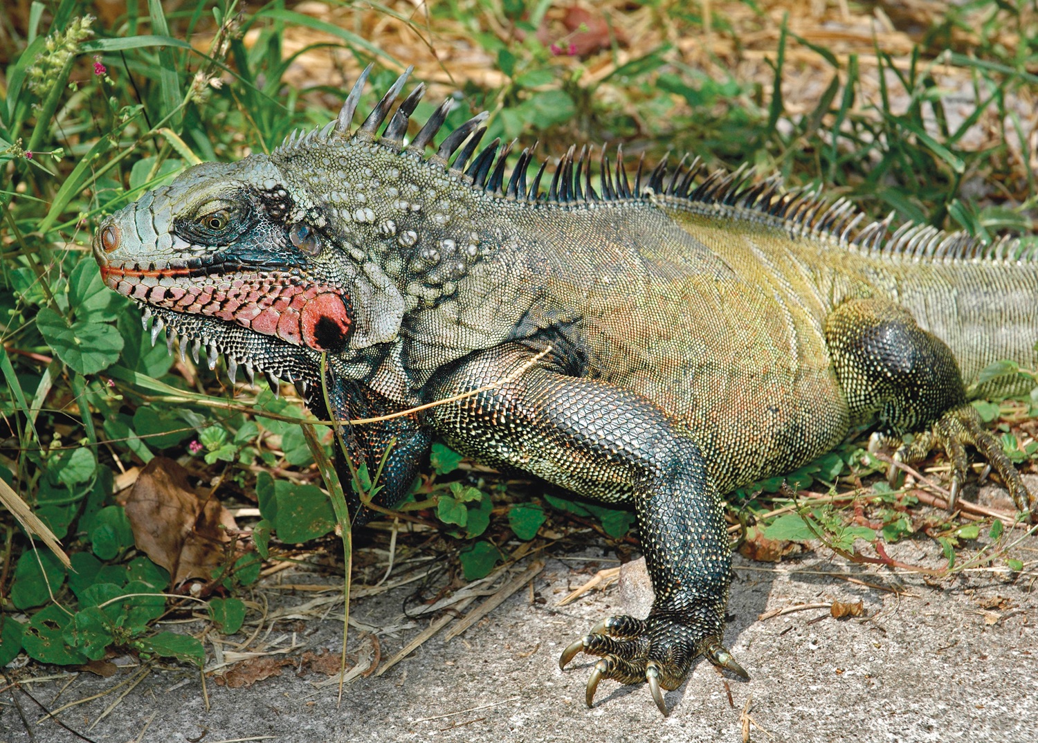 How much is that iguana in the window? | ConservationBytes.com