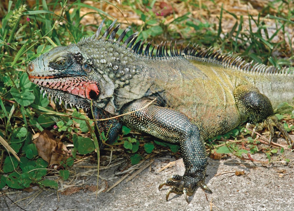 How much is that iguana in the window? | ConservationBytes.com