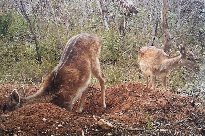 PhD opportunity in control strategies of feral deer | ConservationBytes.com