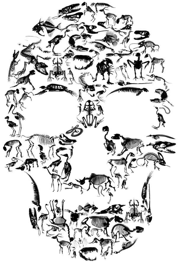 The sixth mass extinction is happening now, and it doesn’t look good ...