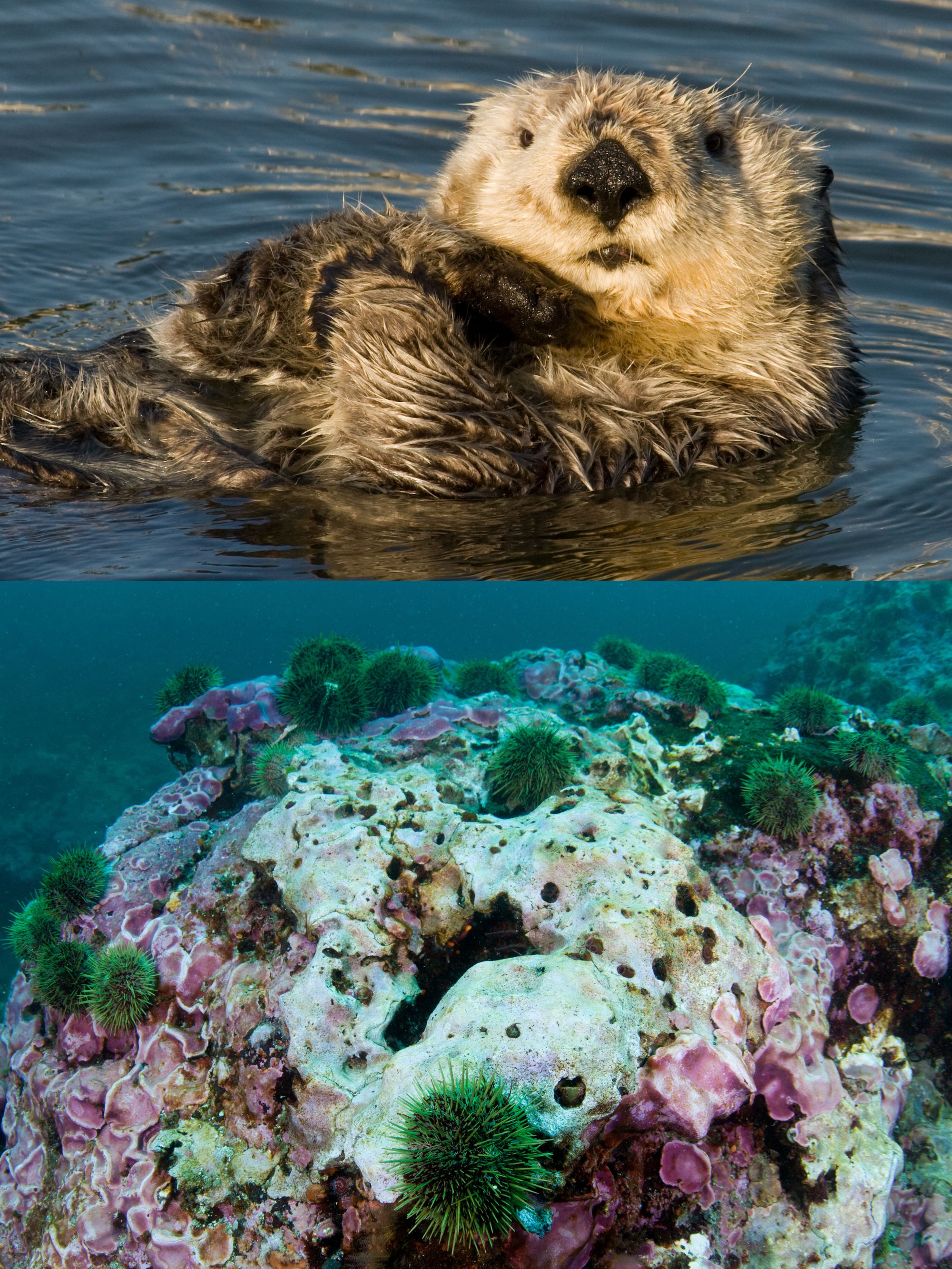 A cascade of otters | ConservationBytes.com