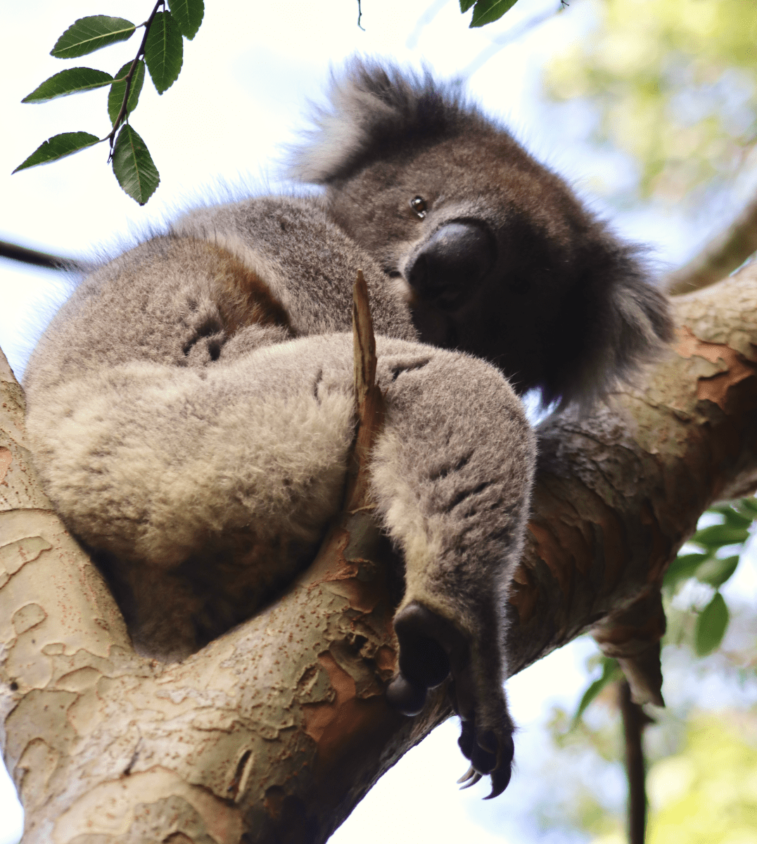 New ecosystems, unprecedented climates: more Australian species than ...