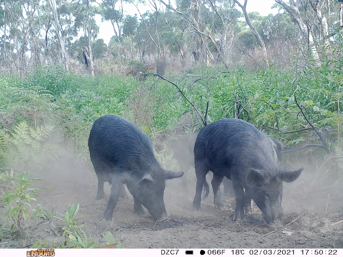 5000 piggies, 500 piggies, 100 piggies, … and there there was none ...