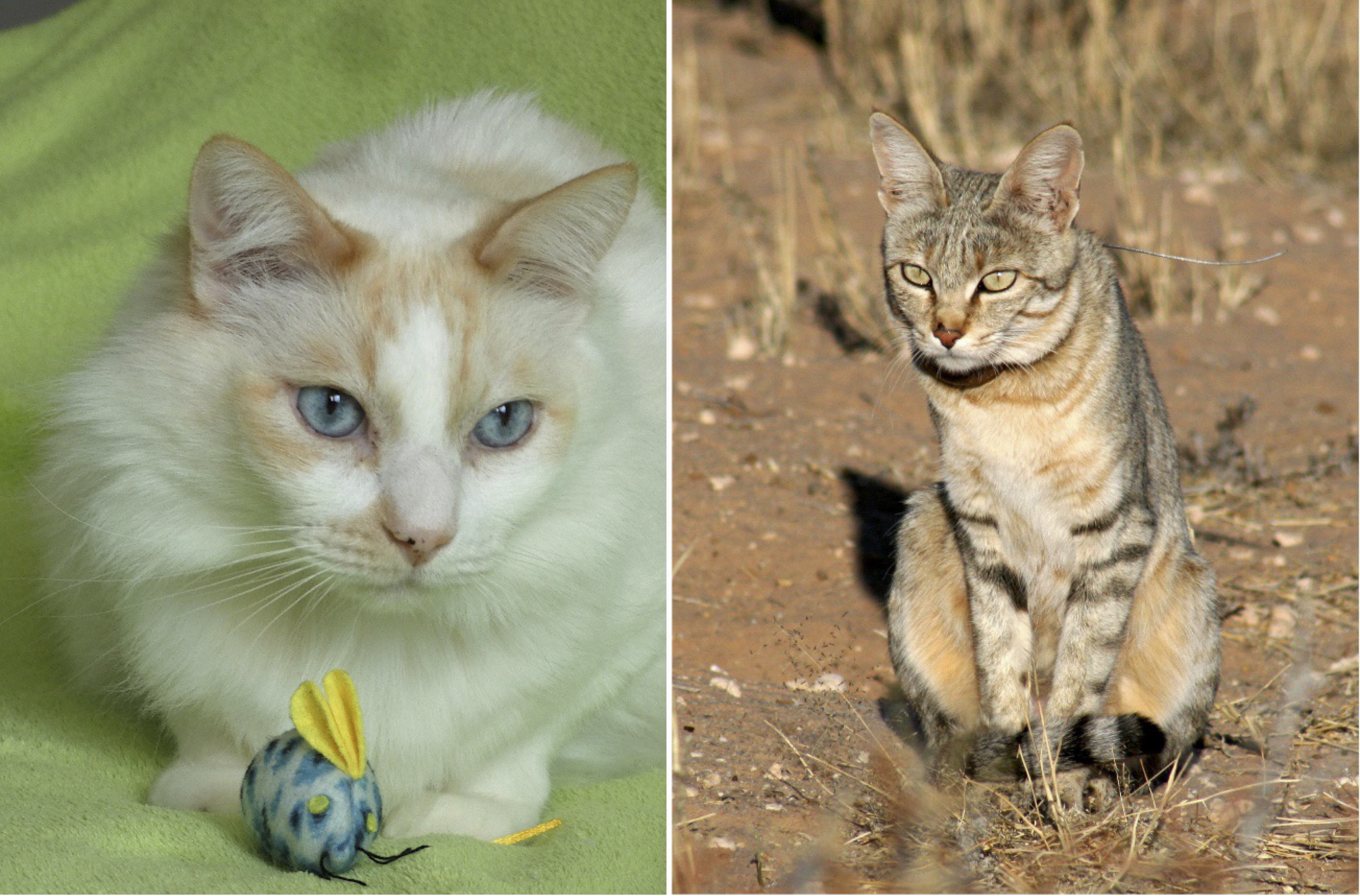 Our pets are predators | ConservationBytes.com